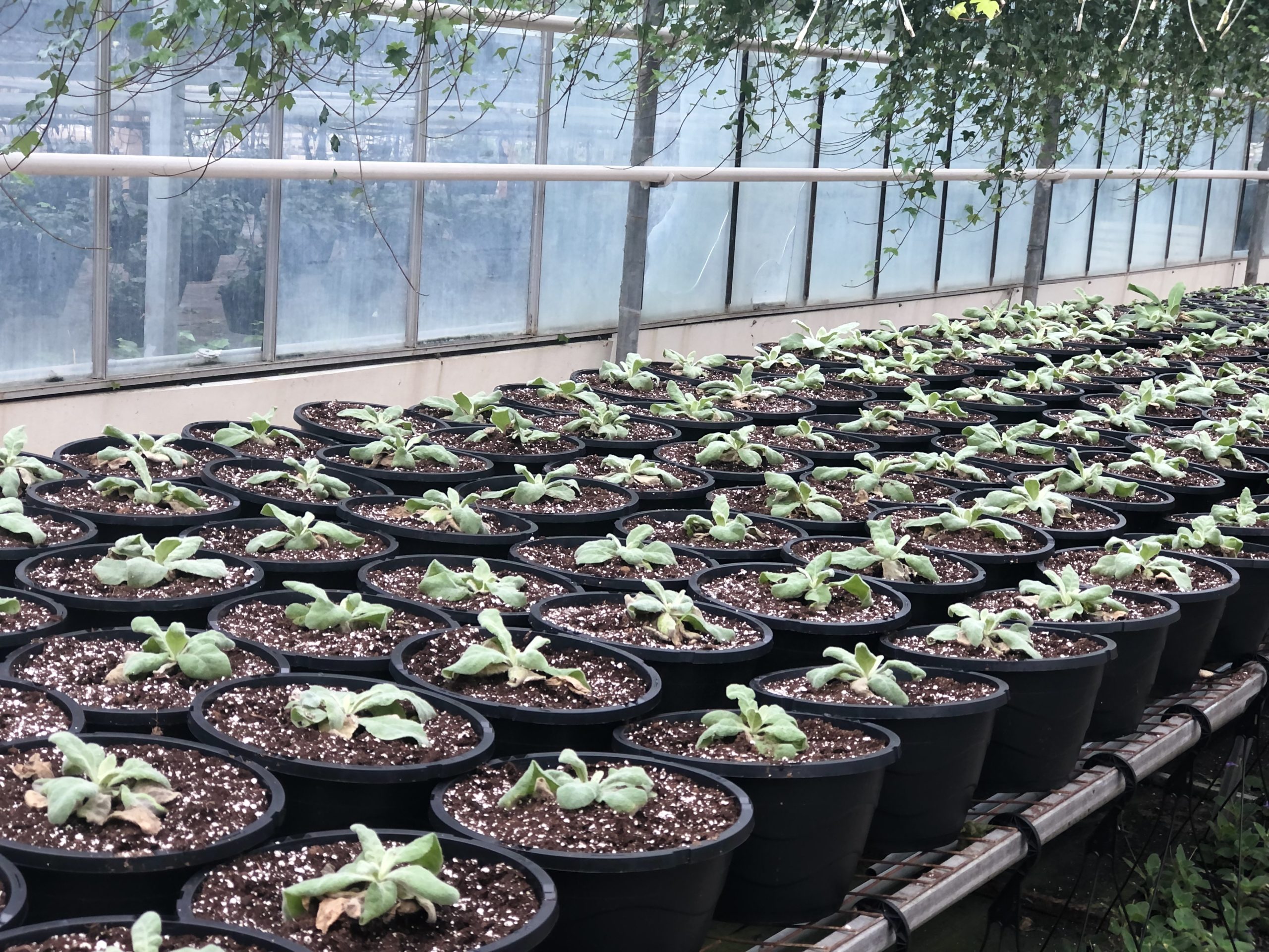 Bio Program – Vanvliet Greenhouses