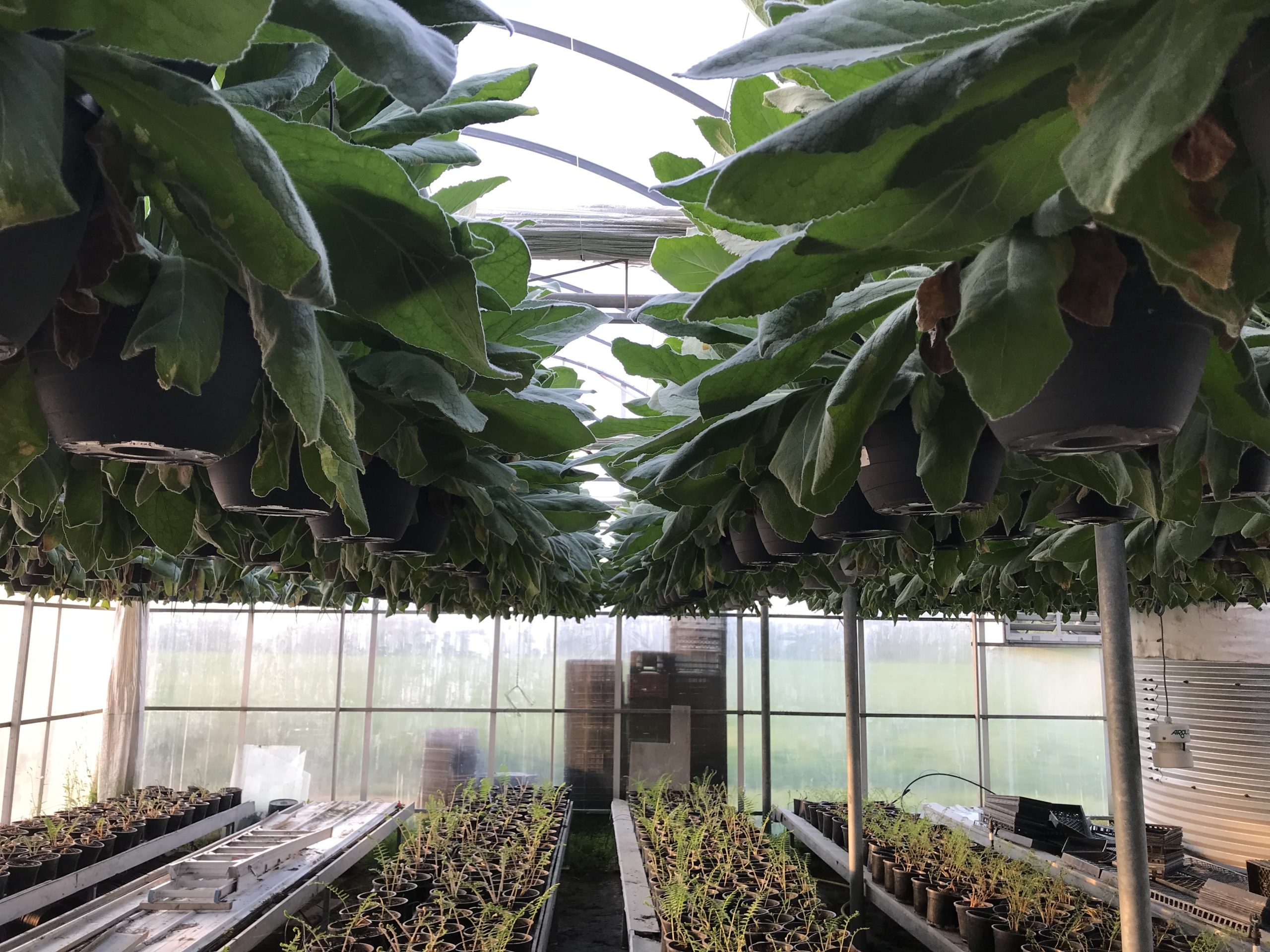 Bio Program – Vanvliet Greenhouses