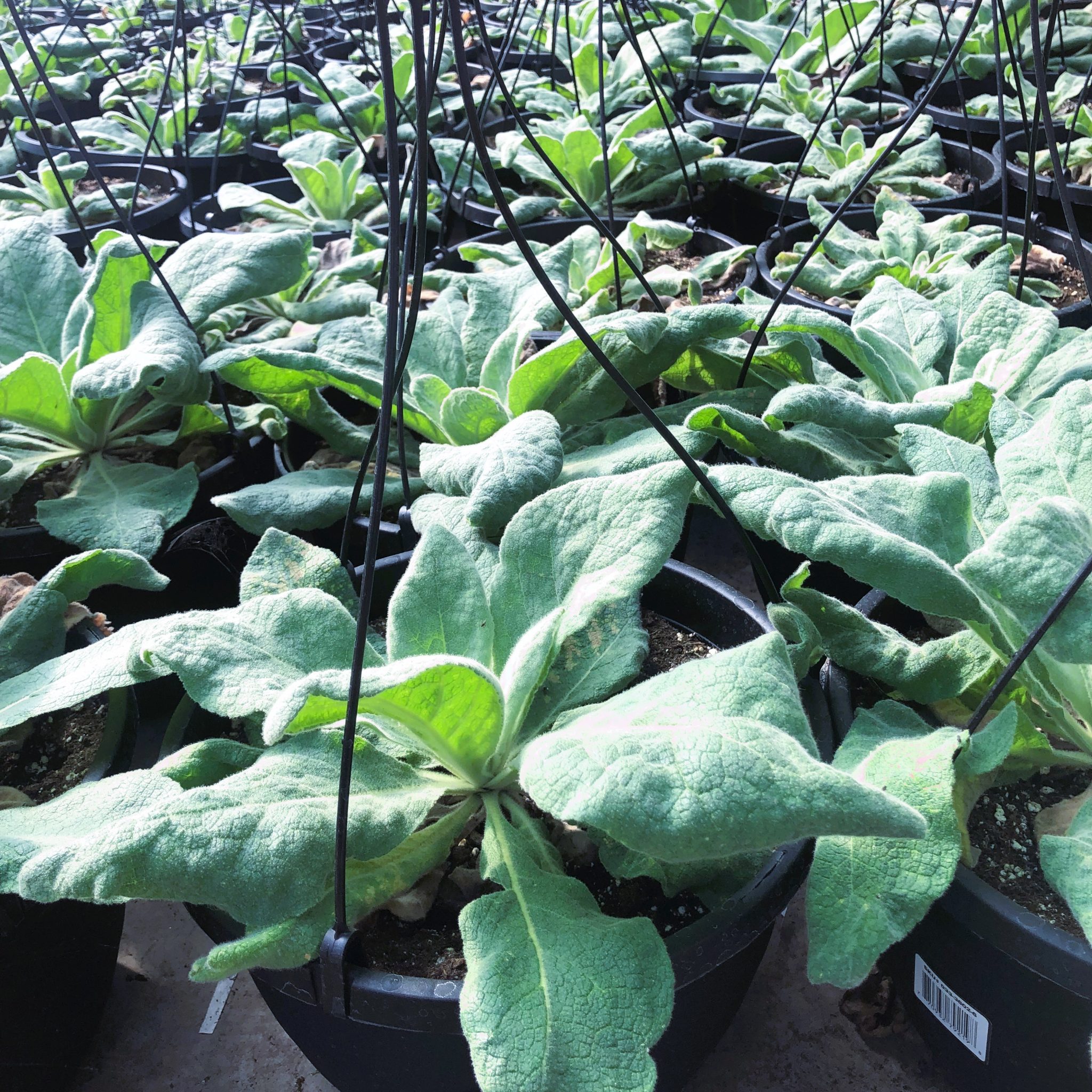 Bio Solution: Great Mullein – Vanvliet Greenhouses