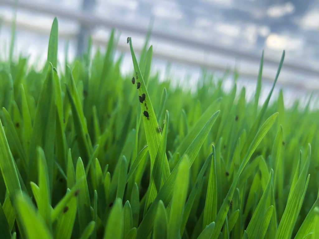 Bio Solution: Cereals as Banker Plants – Vanvliet Greenhouses