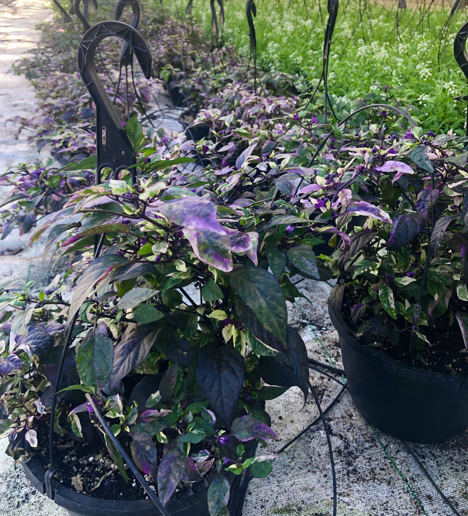 Bio Solution: Purple Flash – Vanvliet Greenhouses